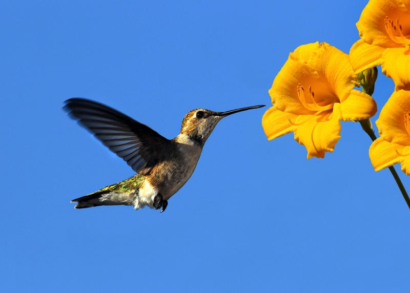 Le Colibri et L'Art de la Fromagerie - Article - Sylvain Basset